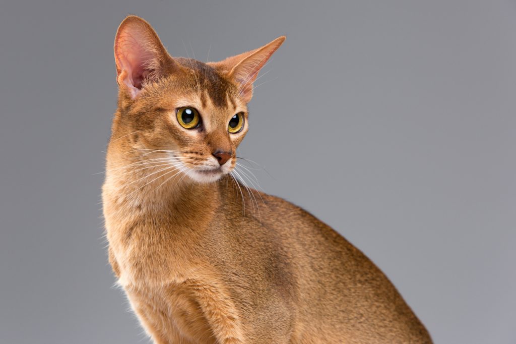 Kot abisyński (abyssinian) - MEGAPEDIA